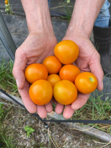 Energize Blissfully - The Power of Lycopene – Tomato Bliss