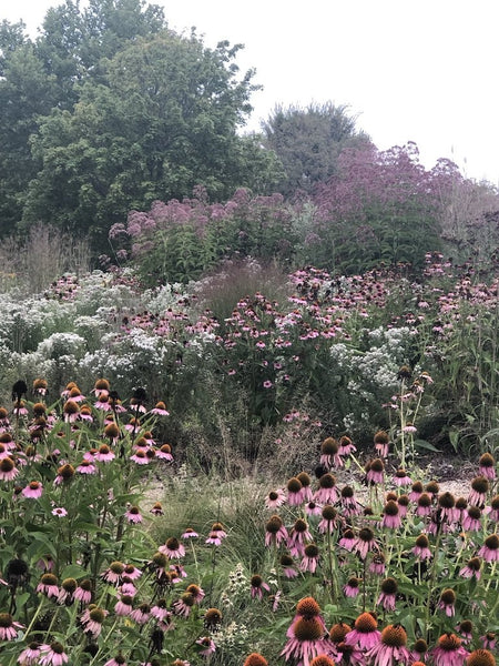 Why Biodiverse Gardening? – Tomato Bliss